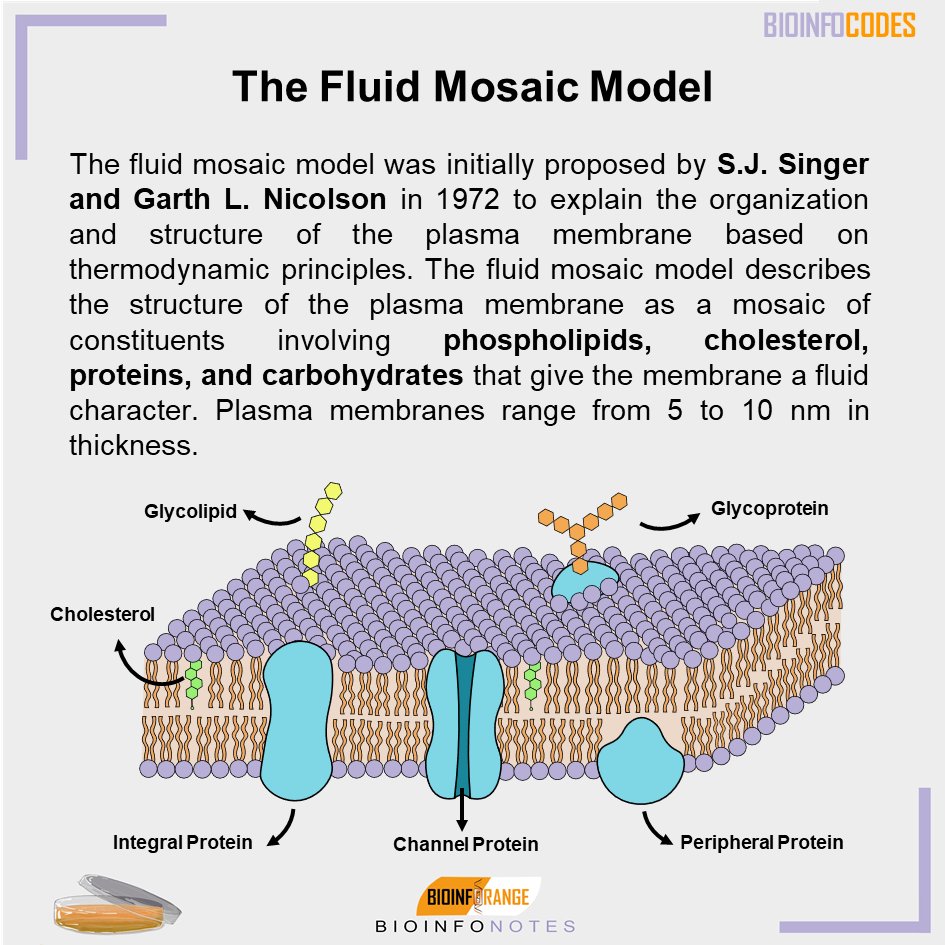 Fluid Mosaic Model Cholesterol fluid-mosaic-model-cholesterol