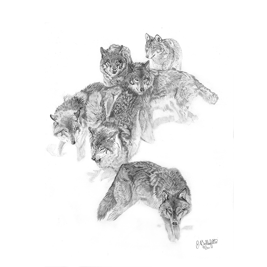 Wolf Pack Drawings In Pencil