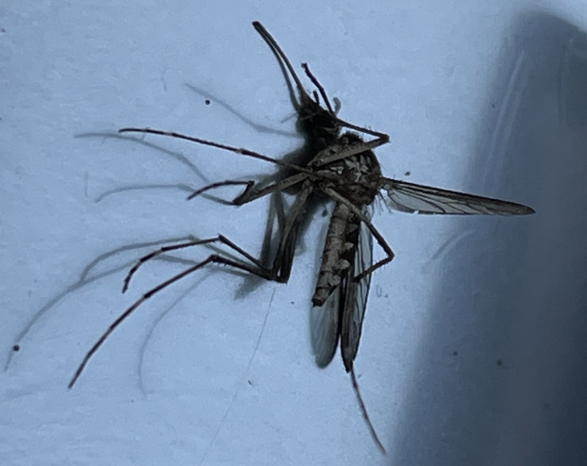 Monster Mosquito