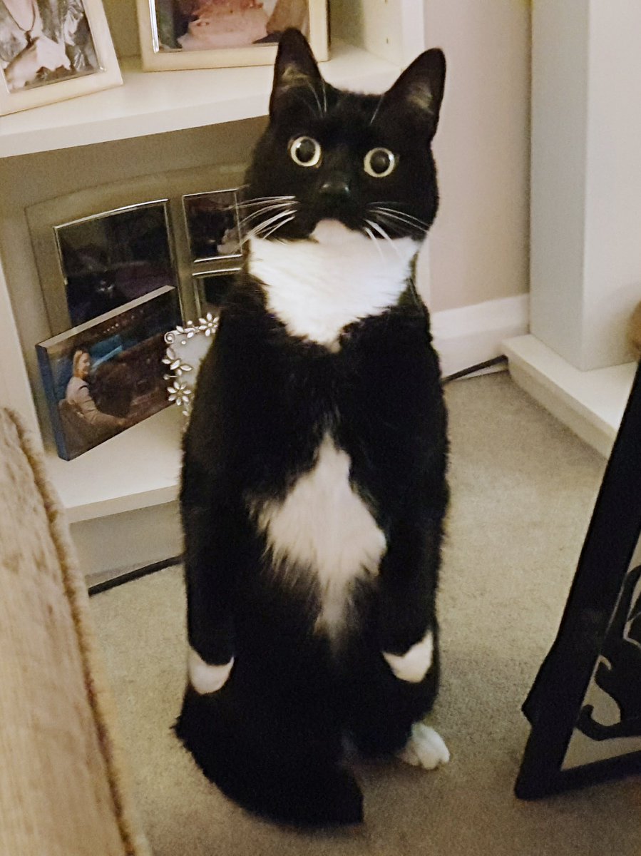 Curious Zelda on Twitter: "There was a time When peets were cropped When beans were cloaked When ...