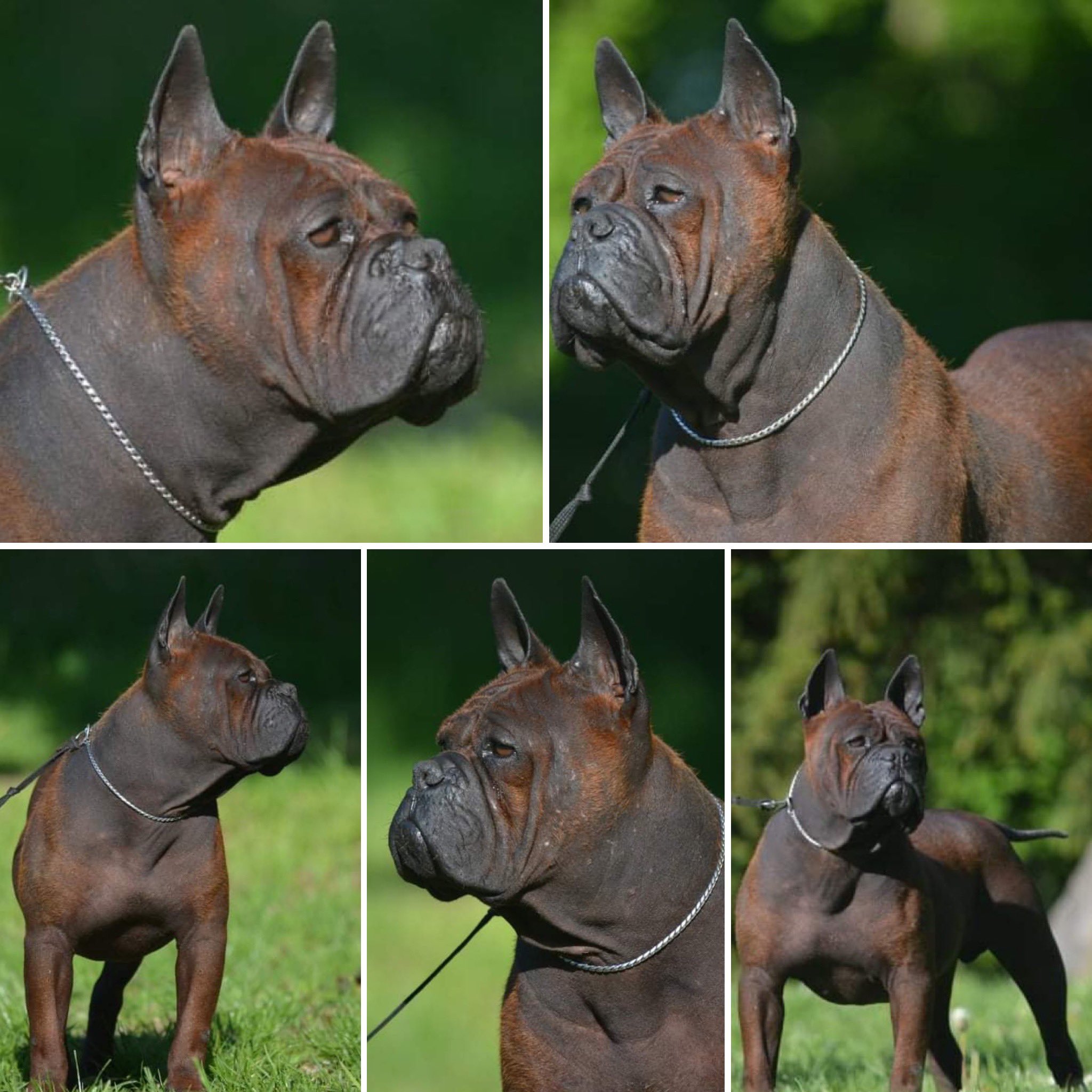 Are Chongqing Dog Hypoallergenic