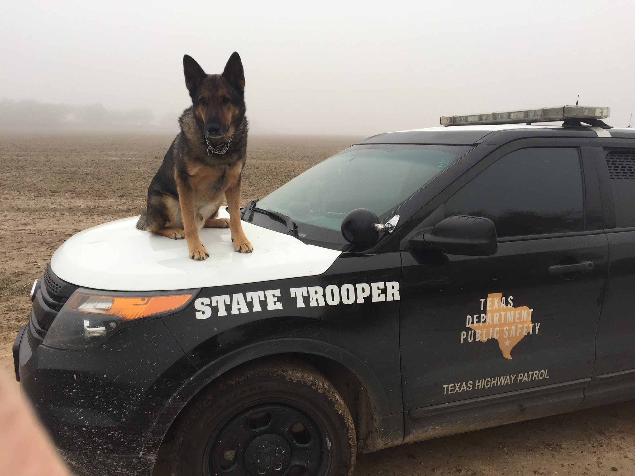 Texas Dps Dog
