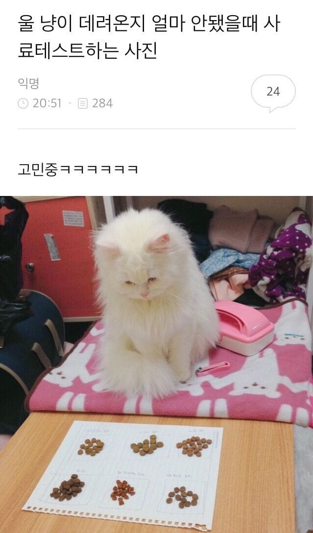 웃짤계 On Twitter 아빠가 개새랑 외출했다고 사진보내줌 타래