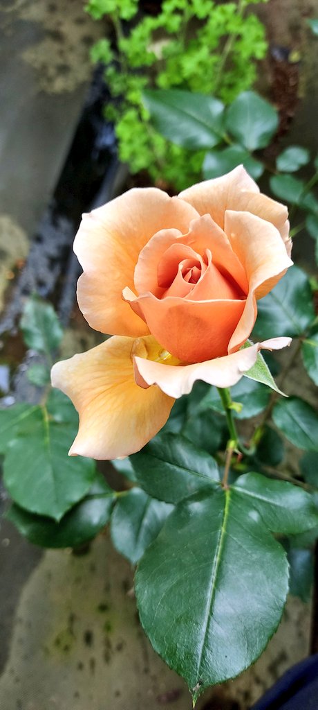 Sujan Sanku サンク･スージャン (@JapandianSankuS) | Twitter