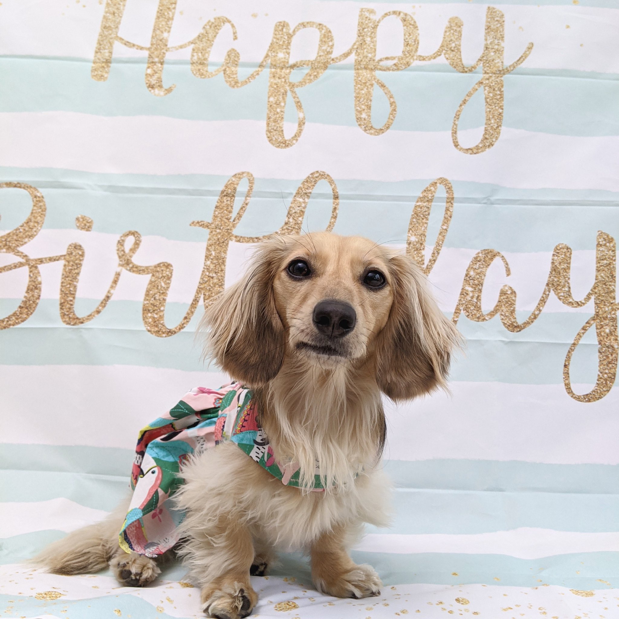 Dachshund Birthday Memes Cult Kitty Funny Birthday Cards For Men