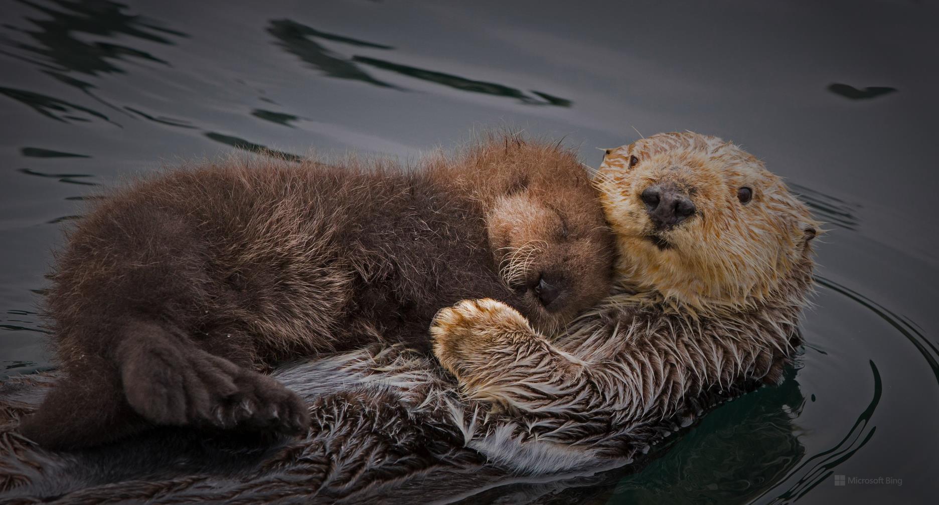 Bing Wild Animals Wallpaper