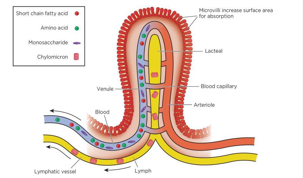 Small Intestine Diagram Villi