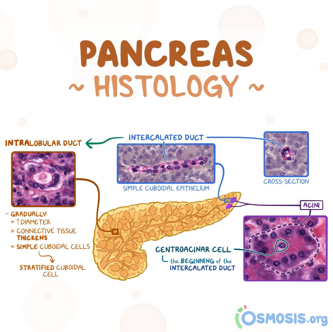 Pancreatic Duct Histology