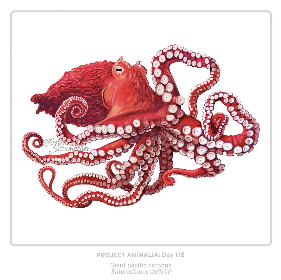 North Pacific Giant Octopus Drawing