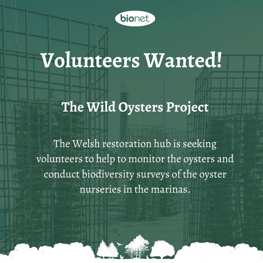 News – Wild Oysters project
