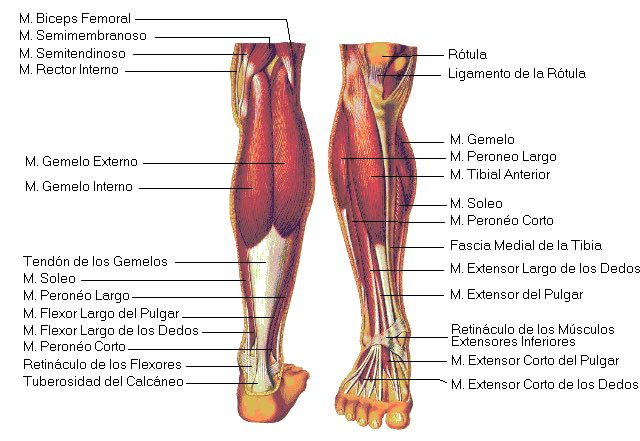 Músculo Extensor Largo Del Dedo Gordo