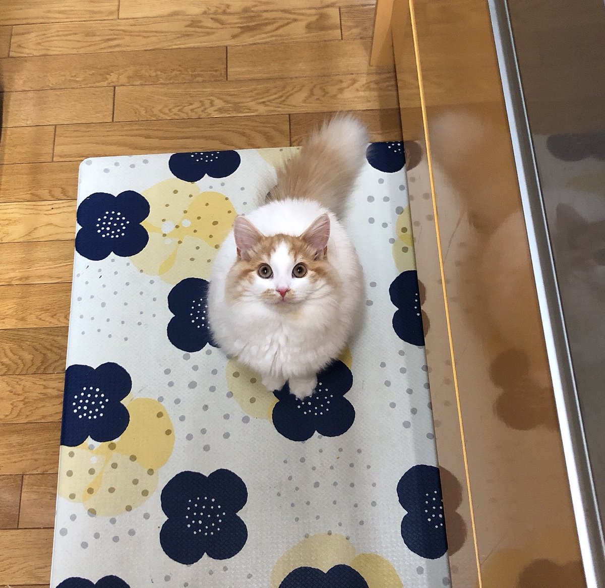 ぶんた国王 (@bunbunta_cat) | Twitter