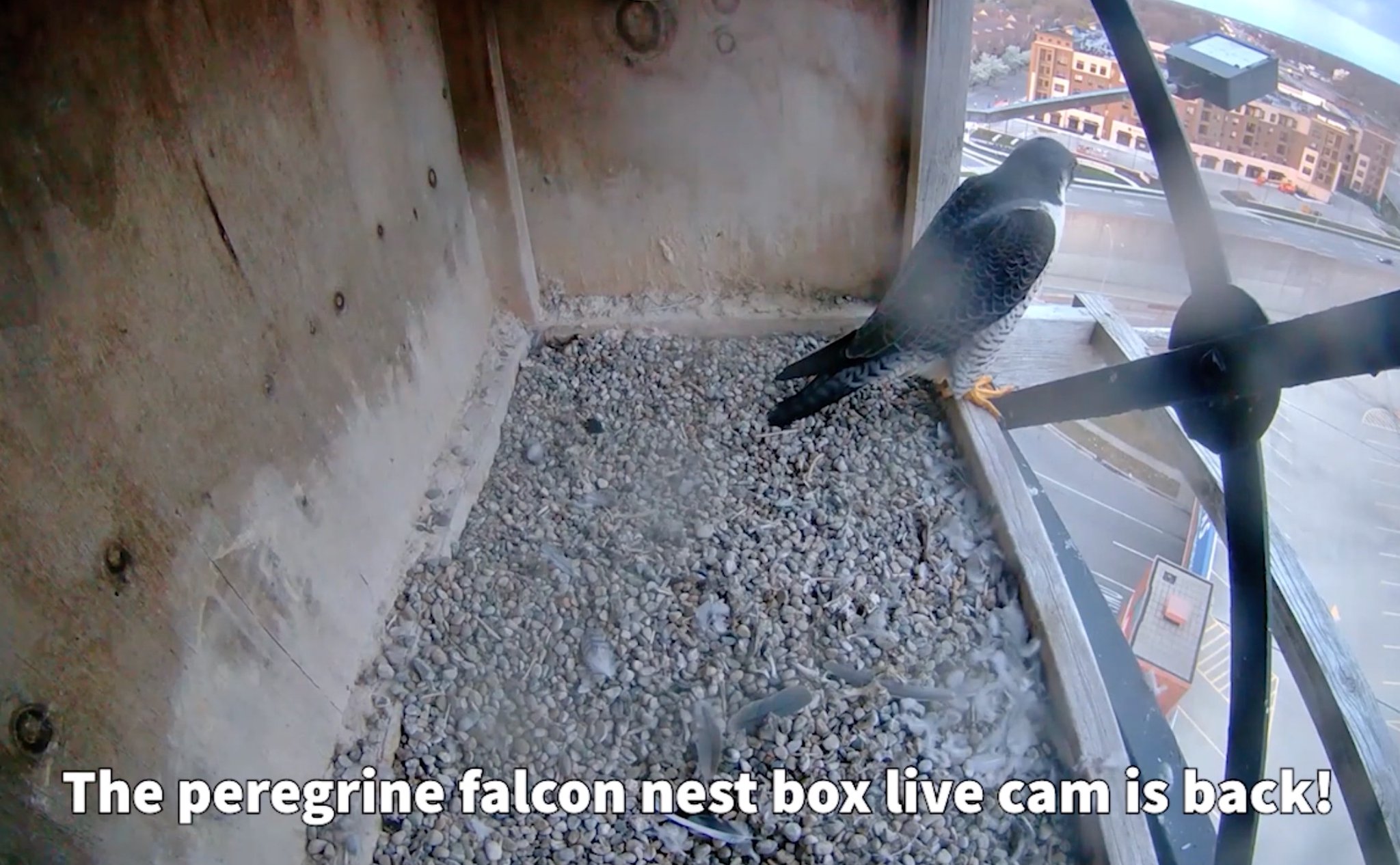 Peregrine Falcon Nest Box