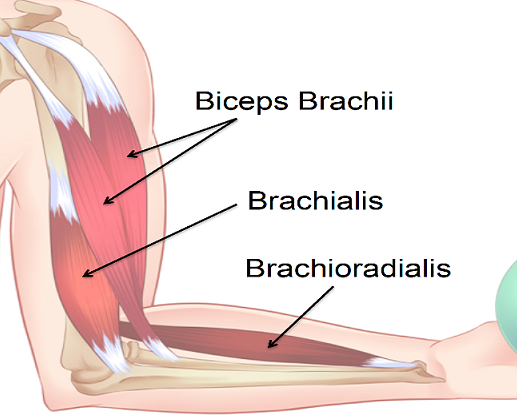 Brachioradialis