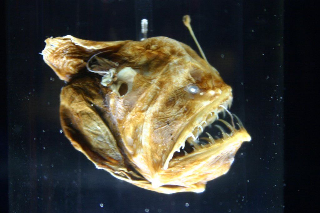 Wolf Trap Anglerfish