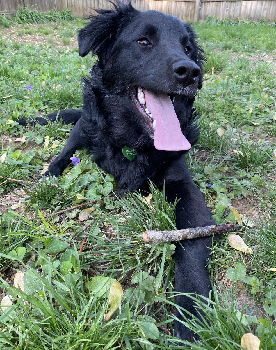 Border Collie Flat Coated Retriever Mix Puppy