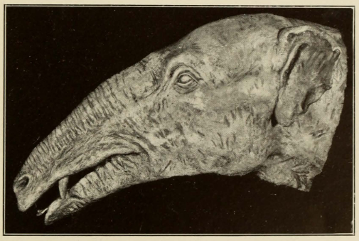 Palaeomastodon Fossil