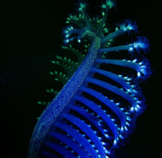 Sea Pen Bioluminescence