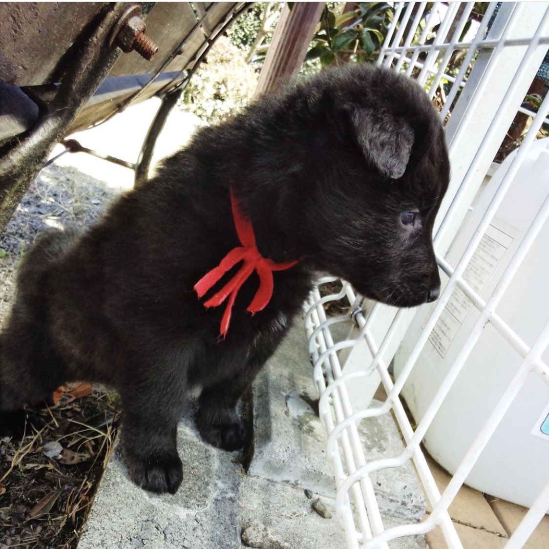 あけび on Twitter: "これが赤ちゃんの頃の現でっかい赤ちゃんです…