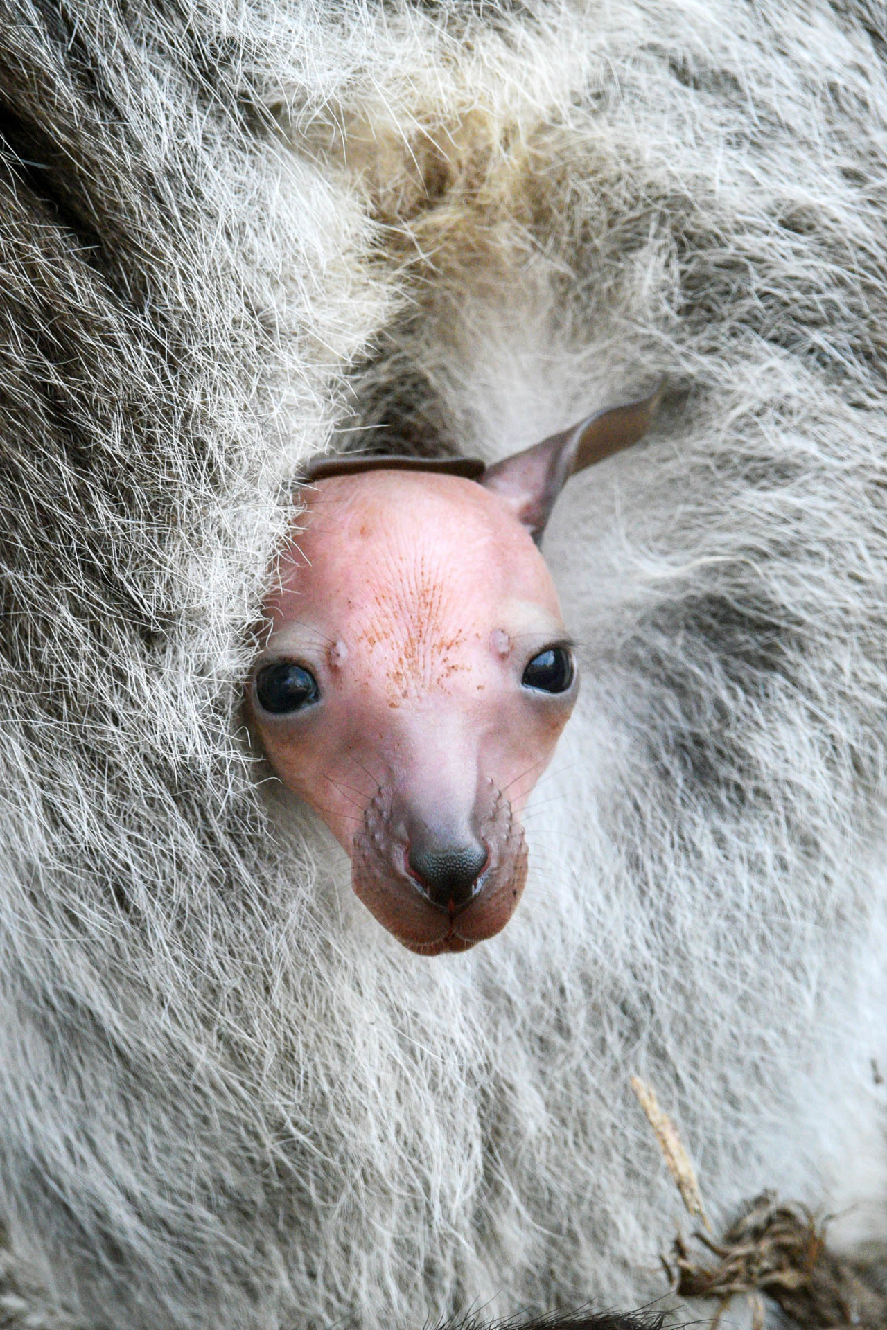 Newborn Baby Kangaroo