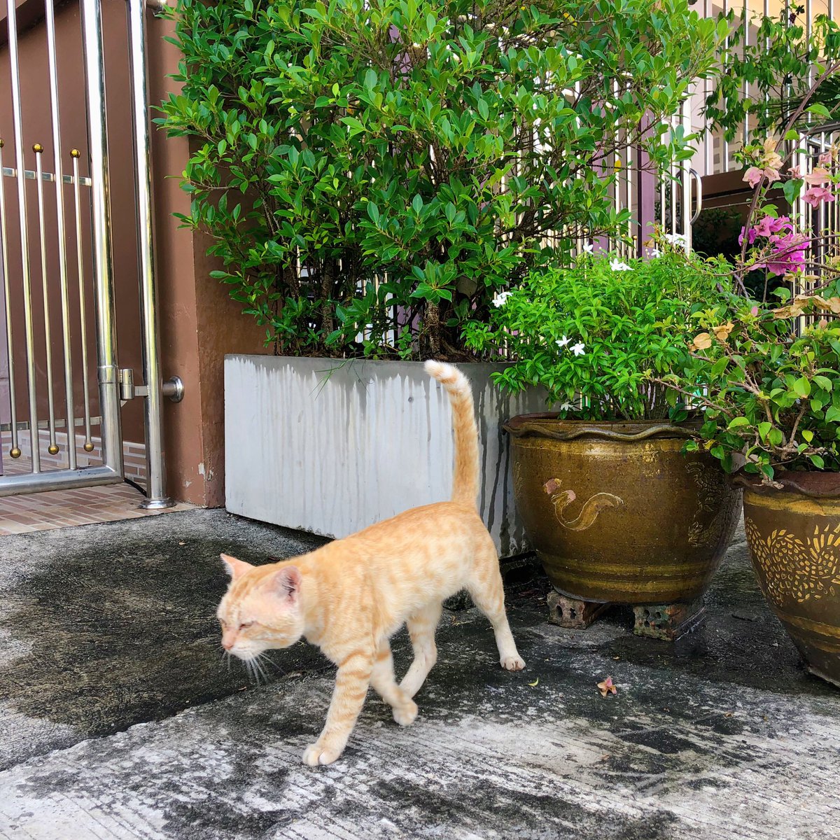 NIRACHA (@NIRACHA27360756) | Twitter