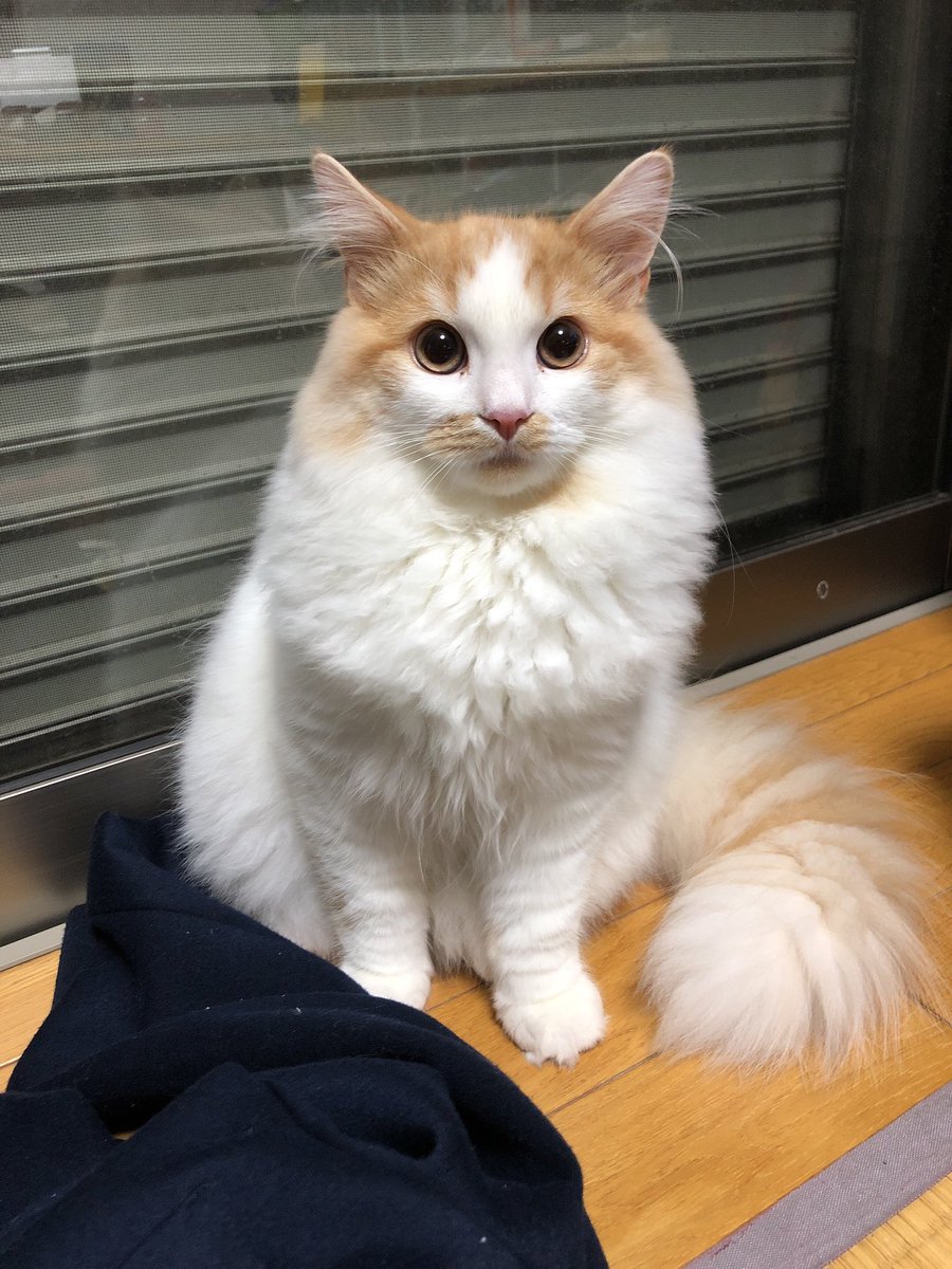 ぶんた国王 (@bunbunta_cat) | Twitter