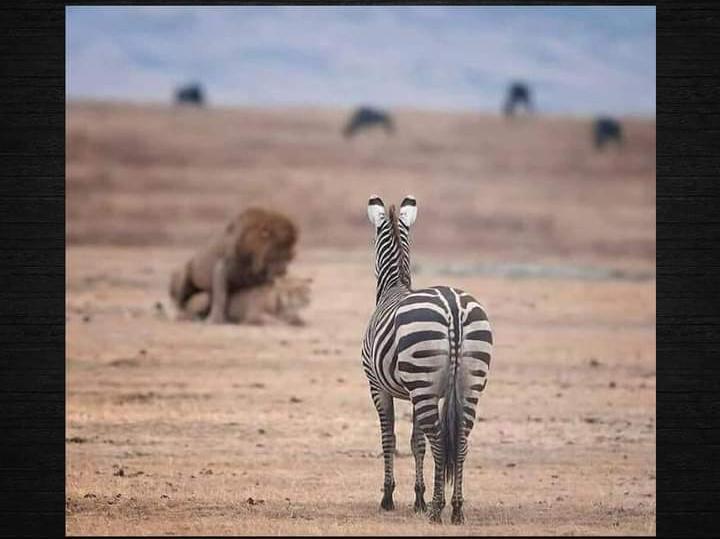 Lion Mating With Zebra
