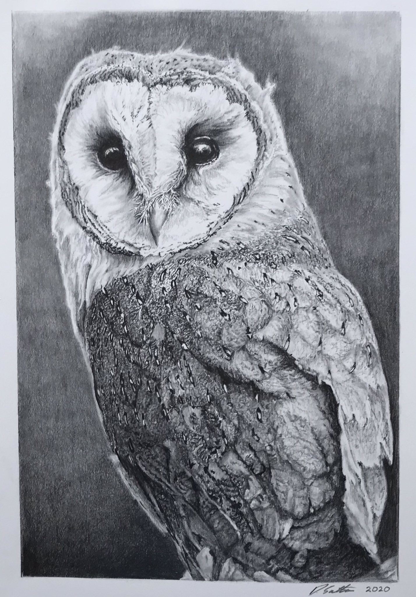 Simple Barn Owl Drawings