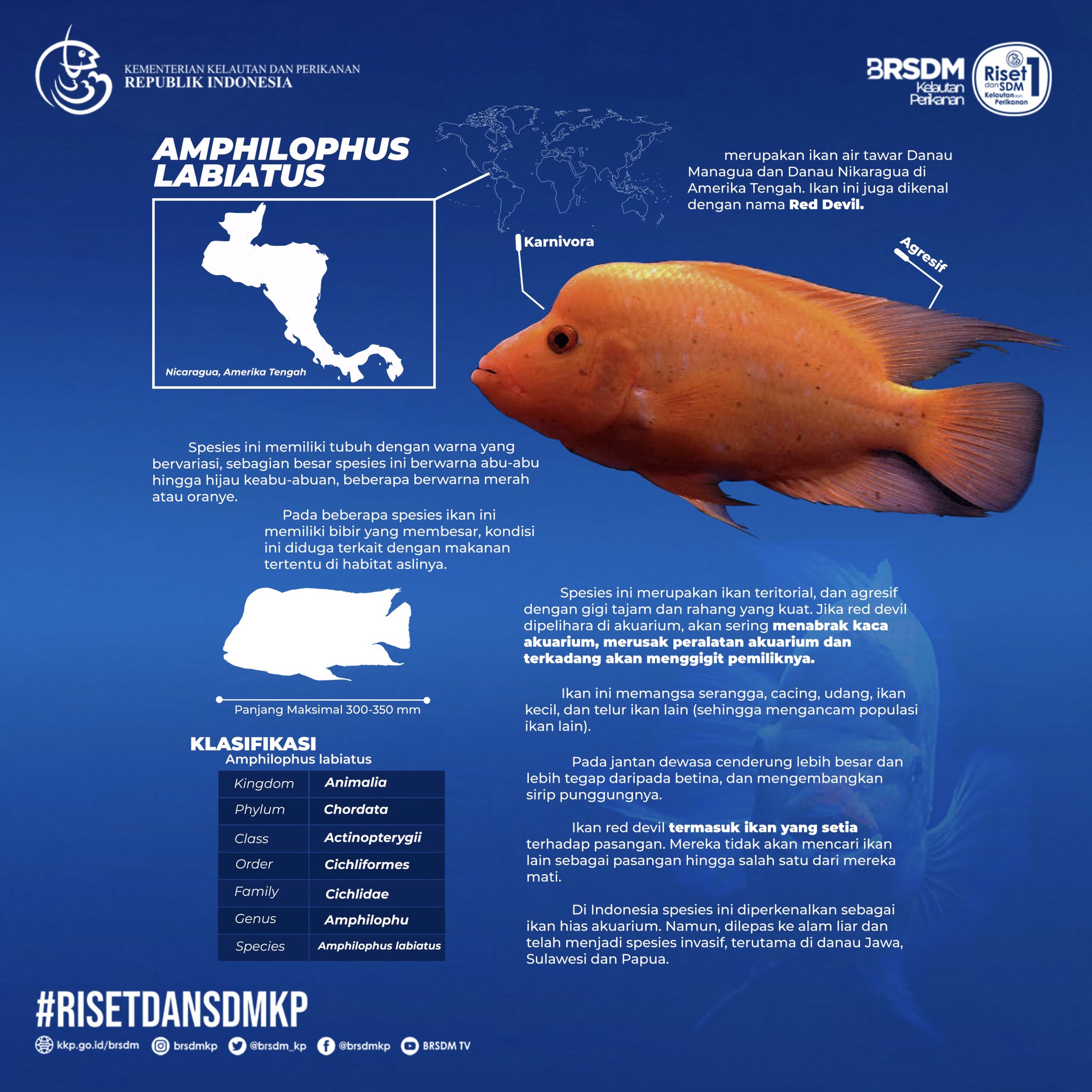 Amphilophus Labiatus