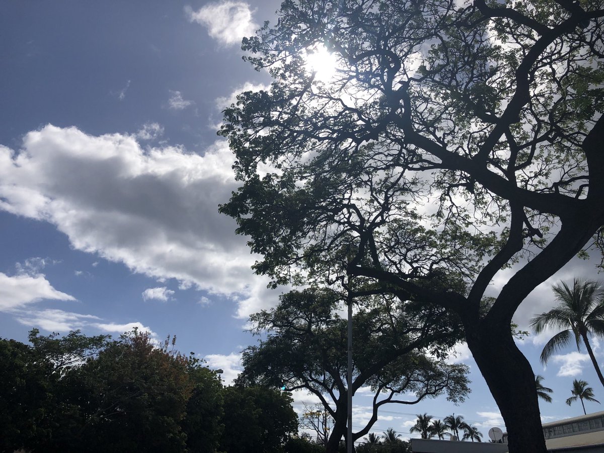 ʻŌhiʻa lehua - A Native Tree and Blossom of Hawaii » Conscious Maui