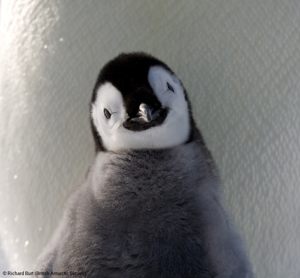 Smiling Penguin
