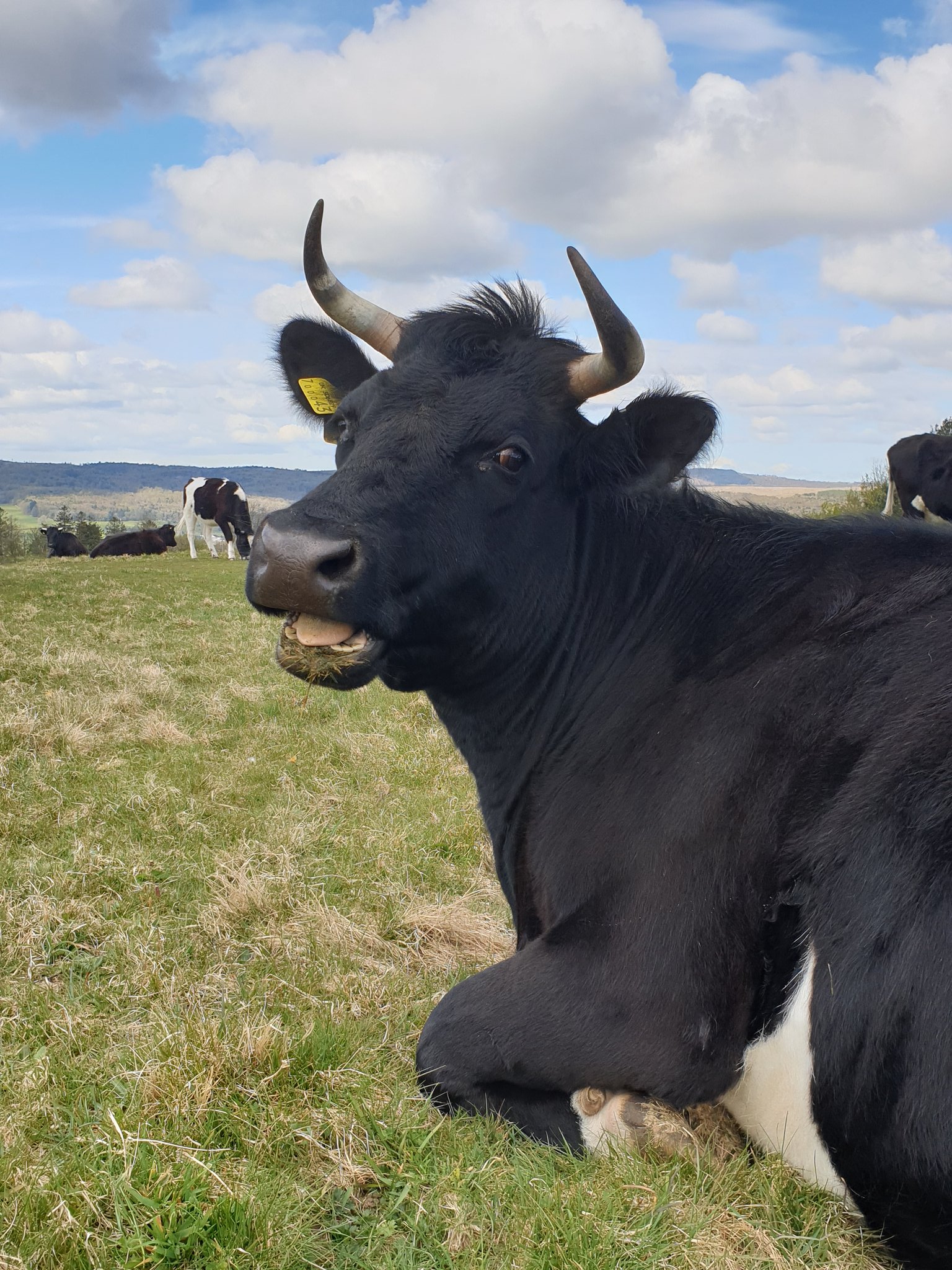 Beef Cattle With Horns