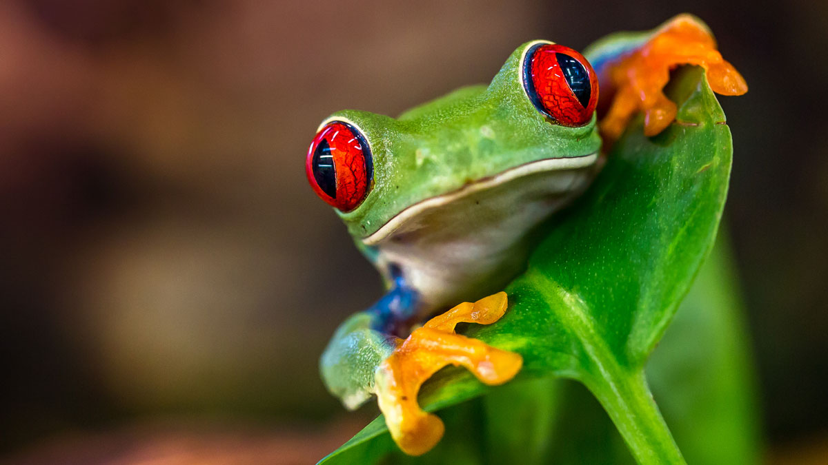 Tree Frog Wallpaper