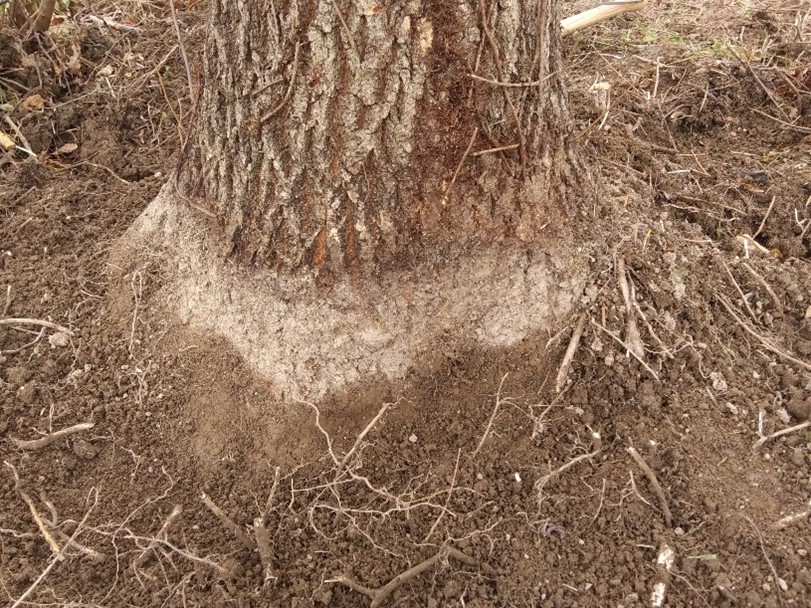 Acacia Tree Root System