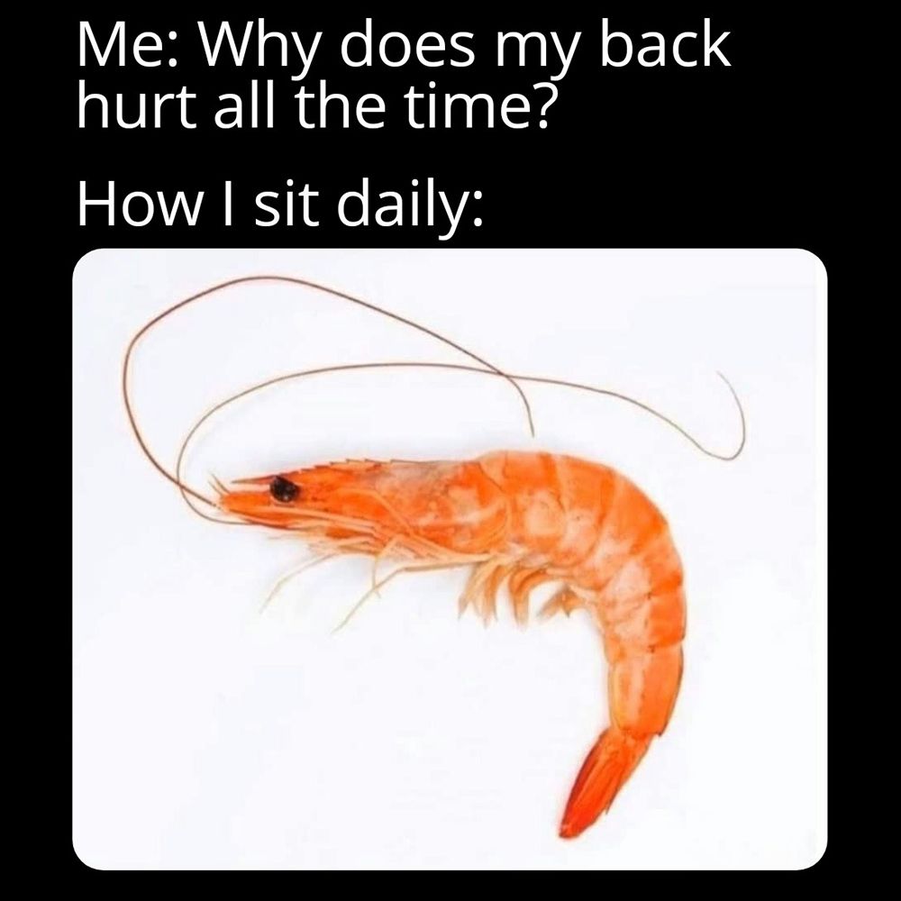 Shrimp Meme