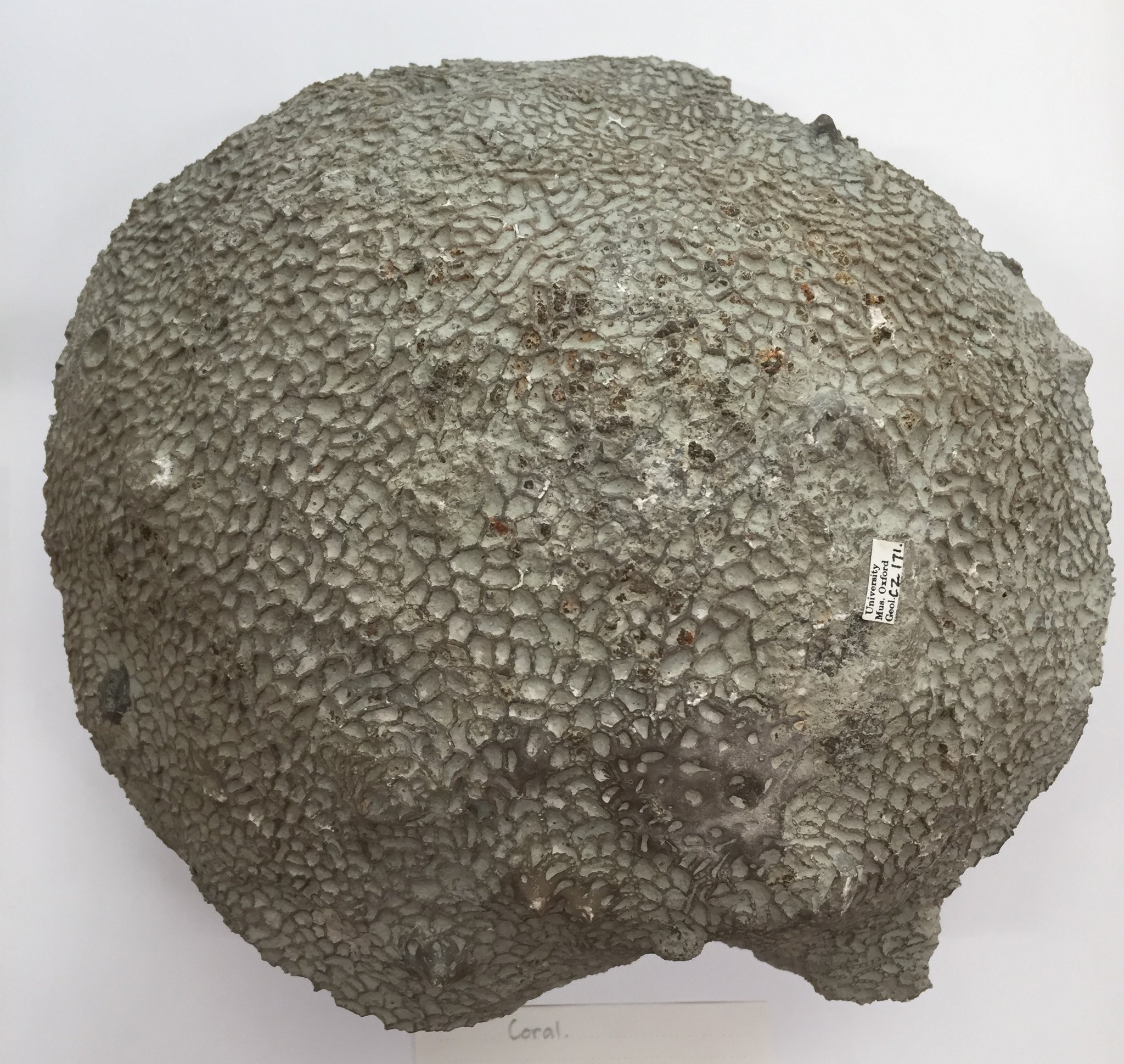 Oxford University Museum of Natural History on Twitter: "The big five ...