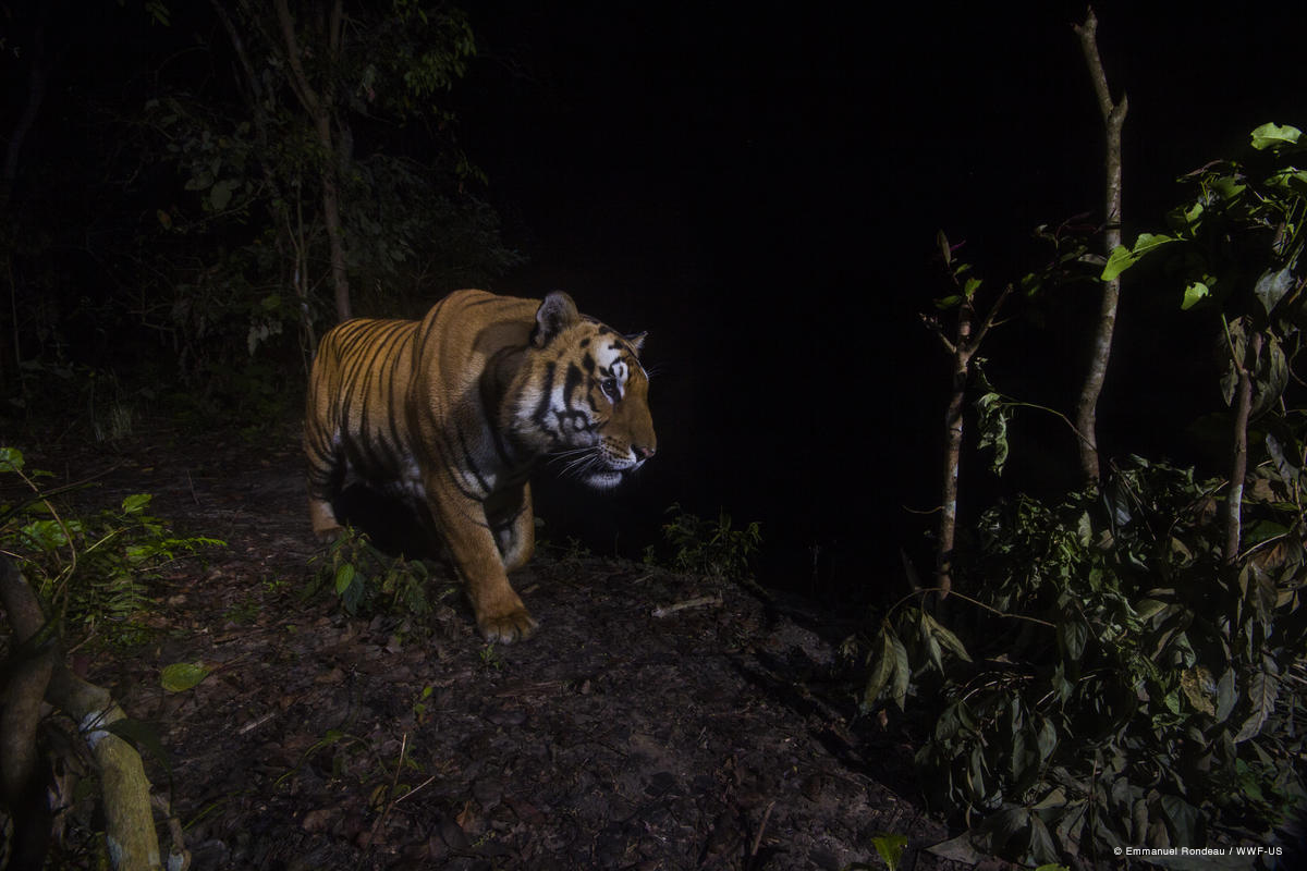 Malayan Tiger Hunting