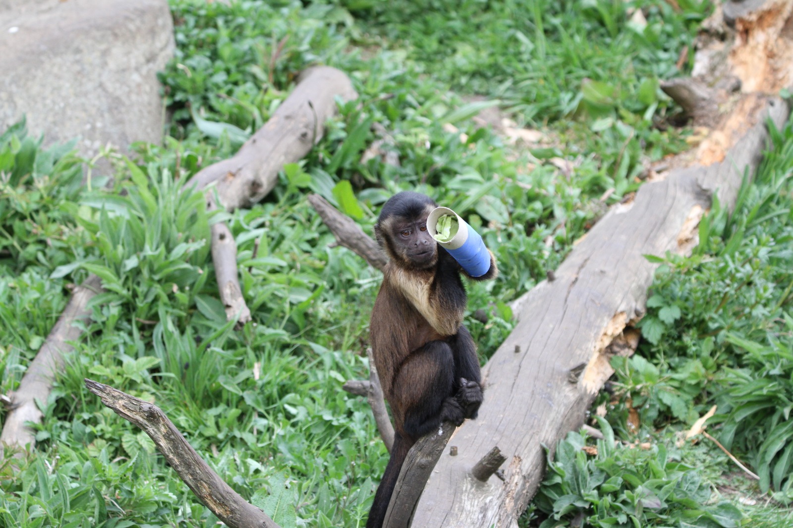 Monkeys With Lightsabers