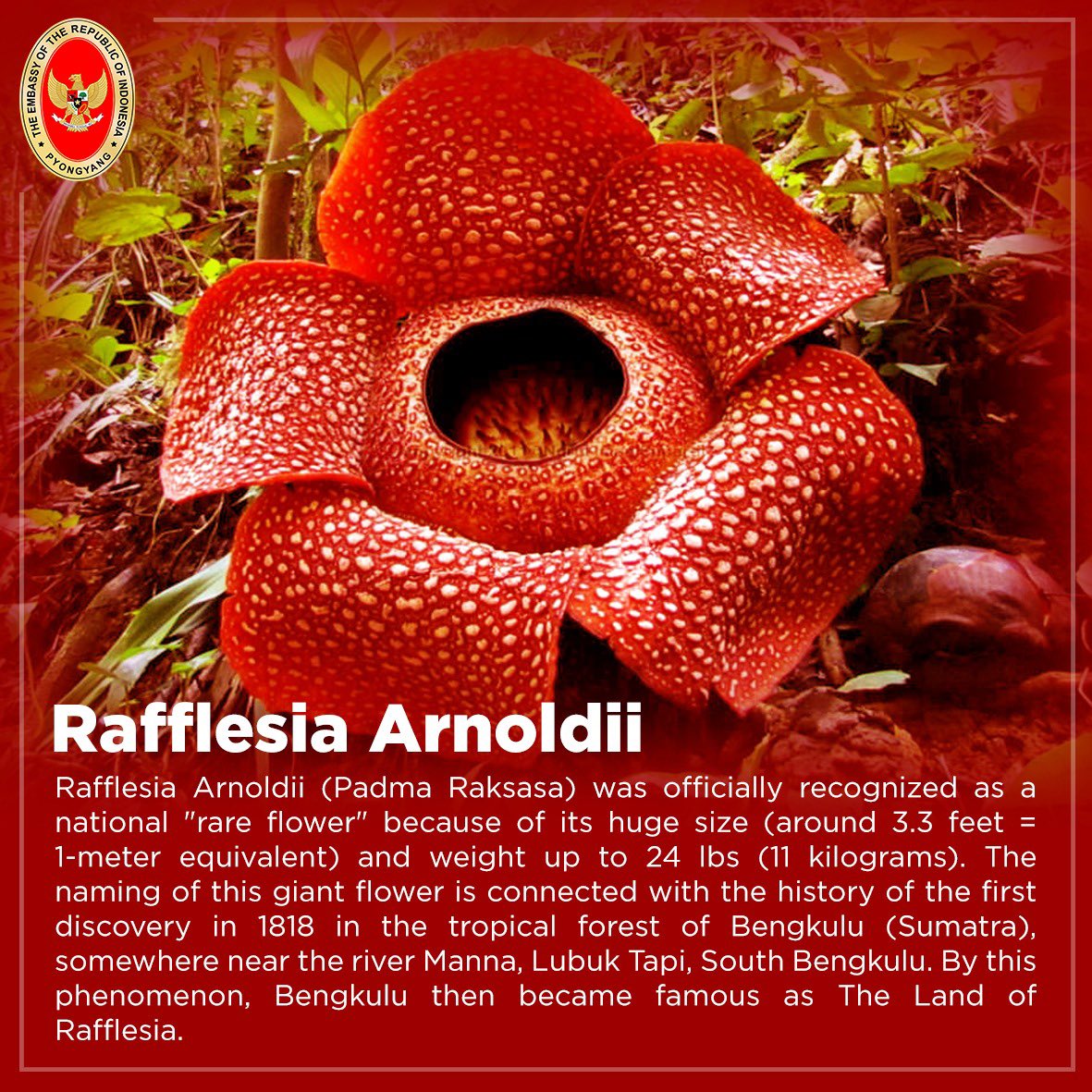 Rafflesia Arnoldii