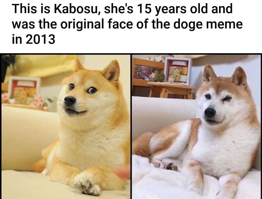 Doge Meme Original