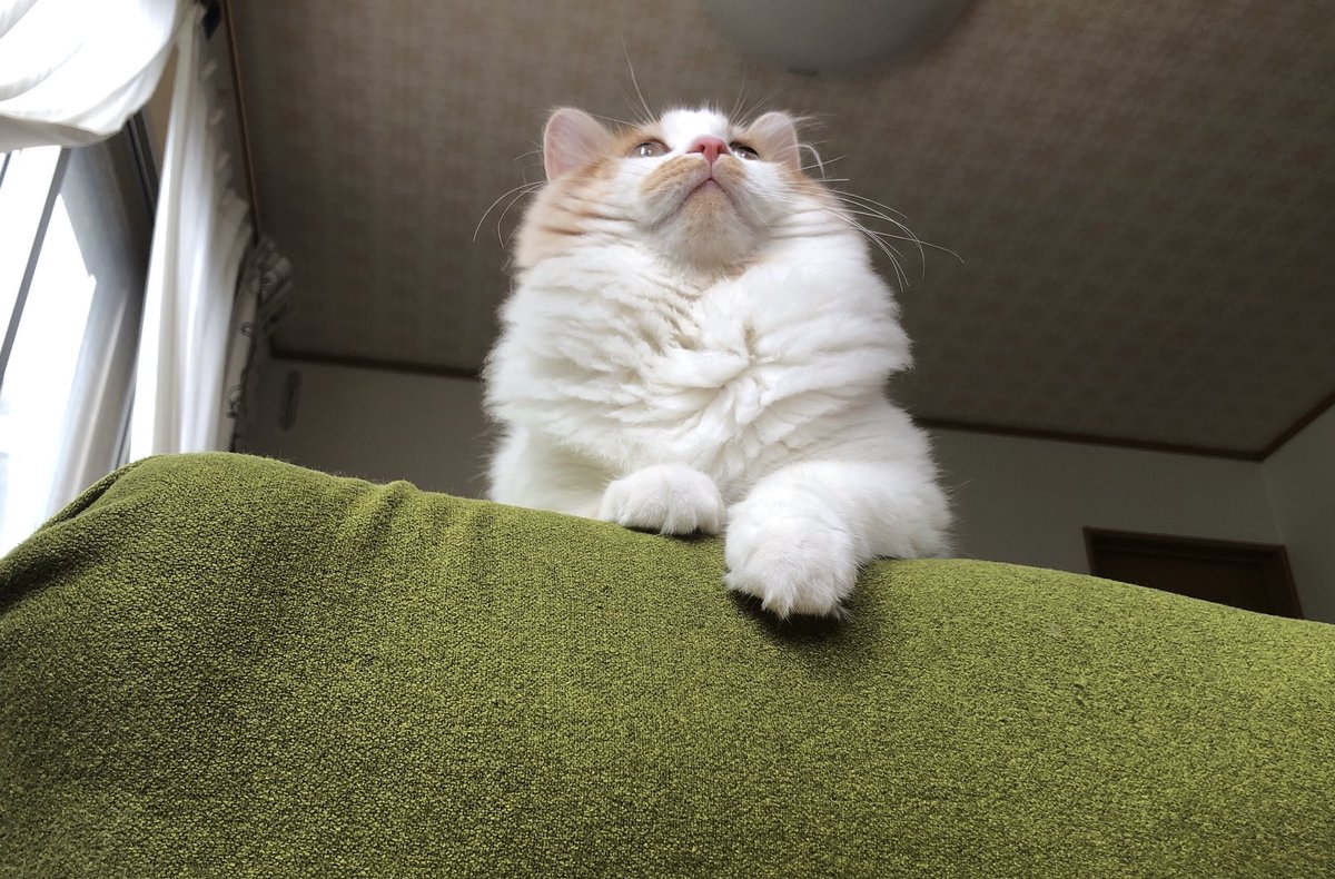 ぶんた国王 (@bunbunta_cat) | Twitter