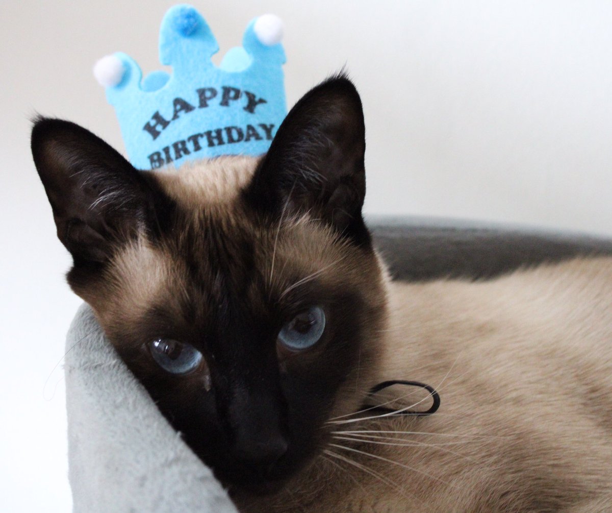Happy Birthday Siamese Cat Images