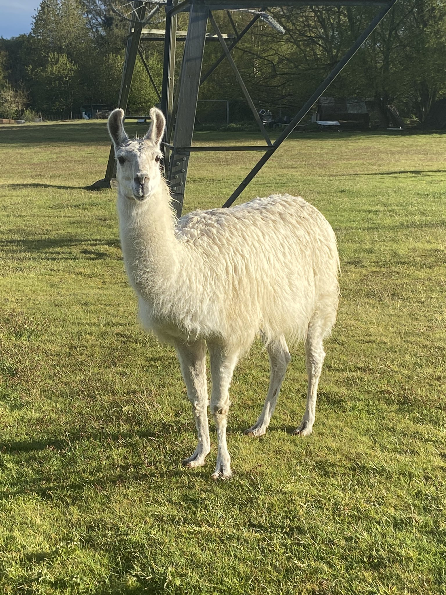 Confused Llama
