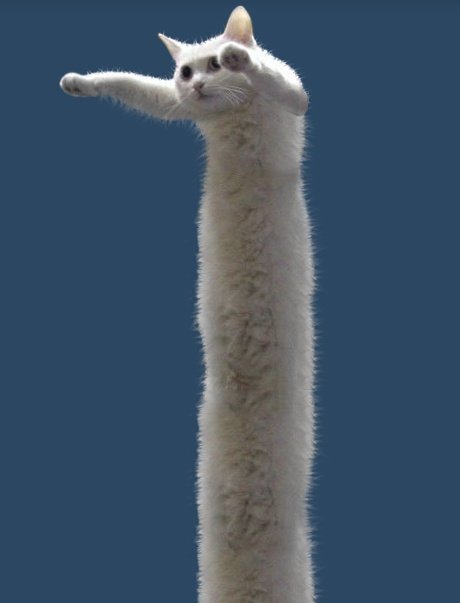 Longcat Is Long