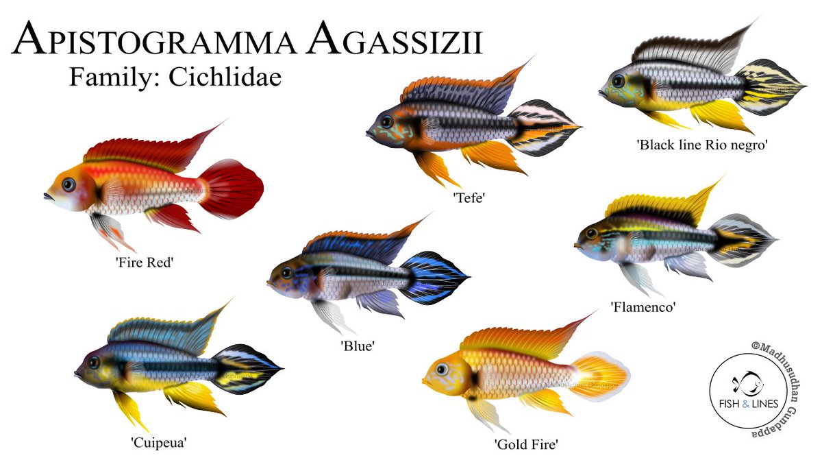 Apistogramma Agassizii Flamenco