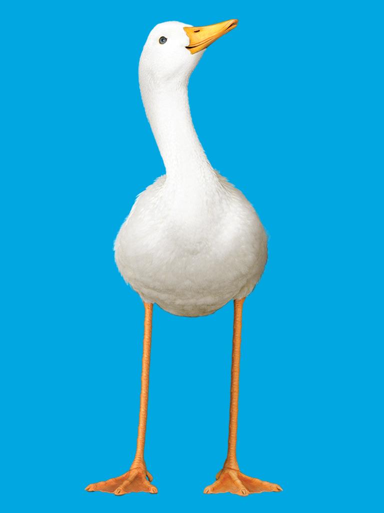 Aflac Duck Clipart