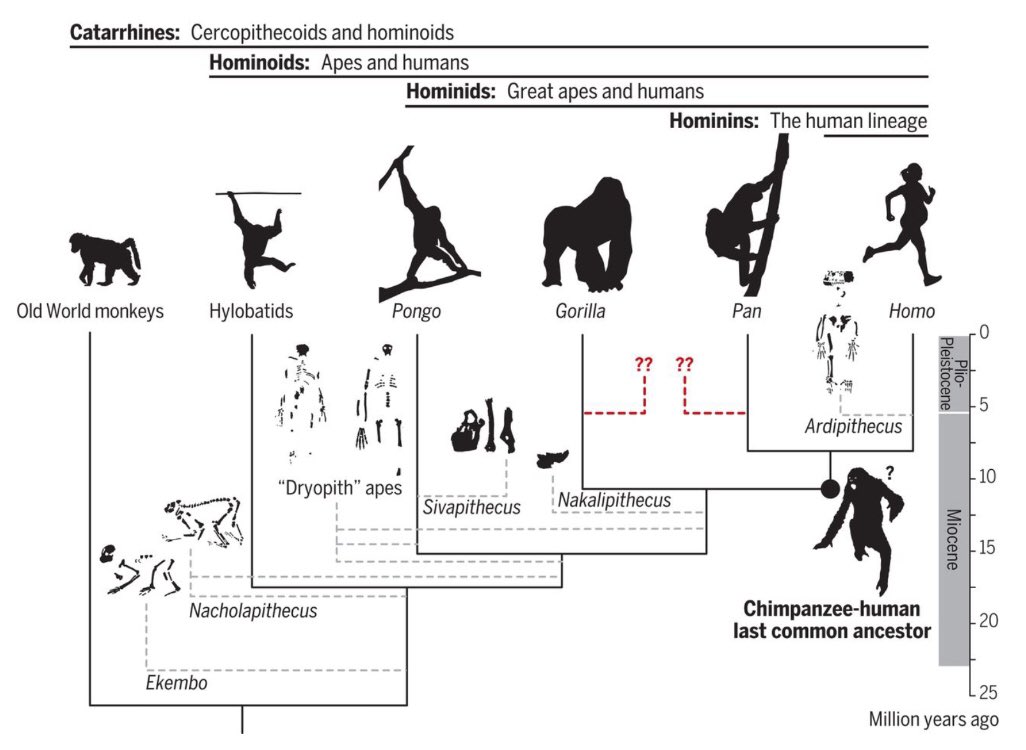 Miocene Hominoids