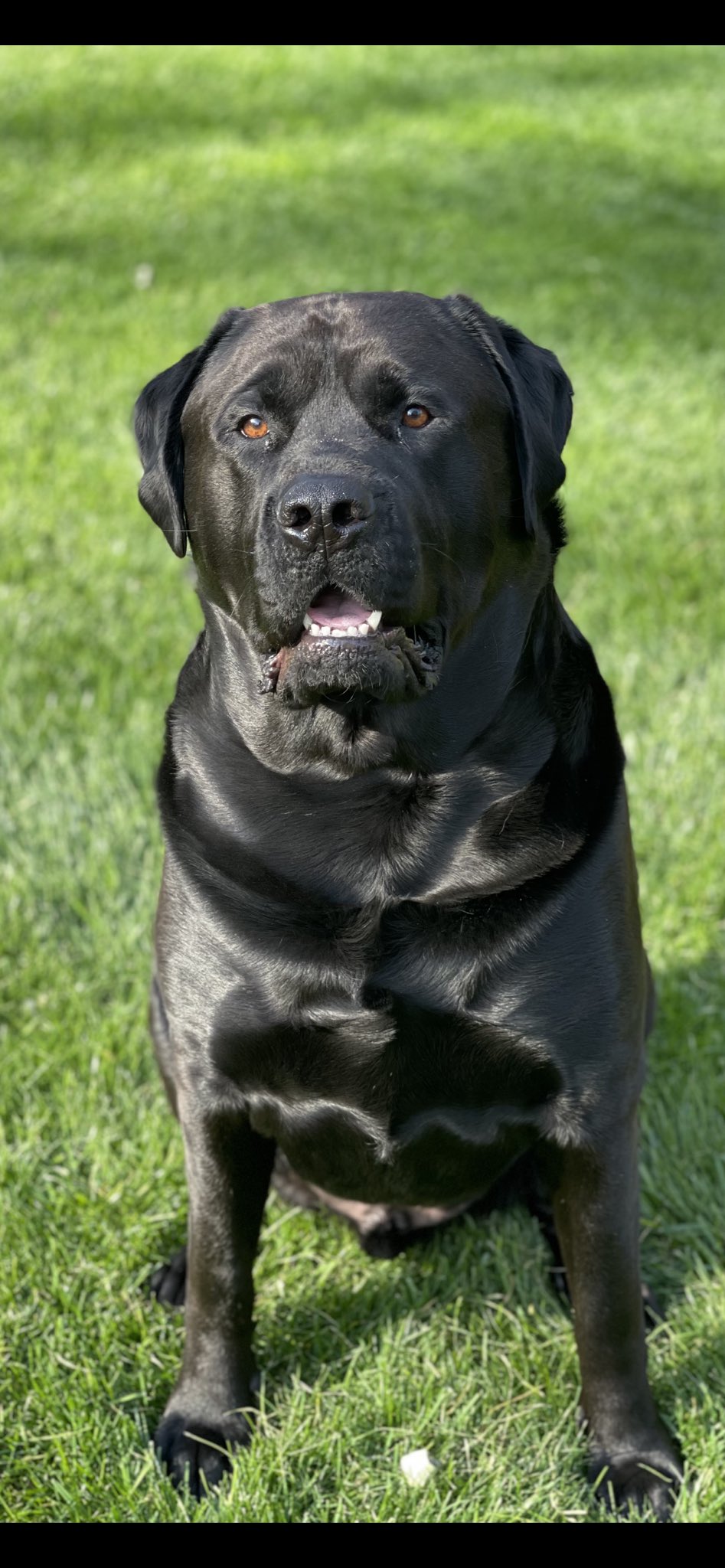 Mastador Full Grown