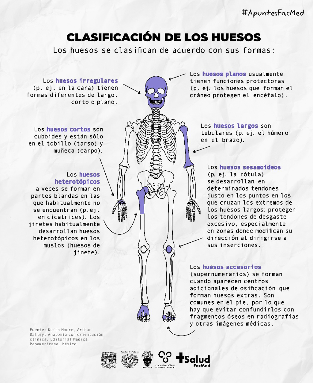 Tipos De Formas De Huesos