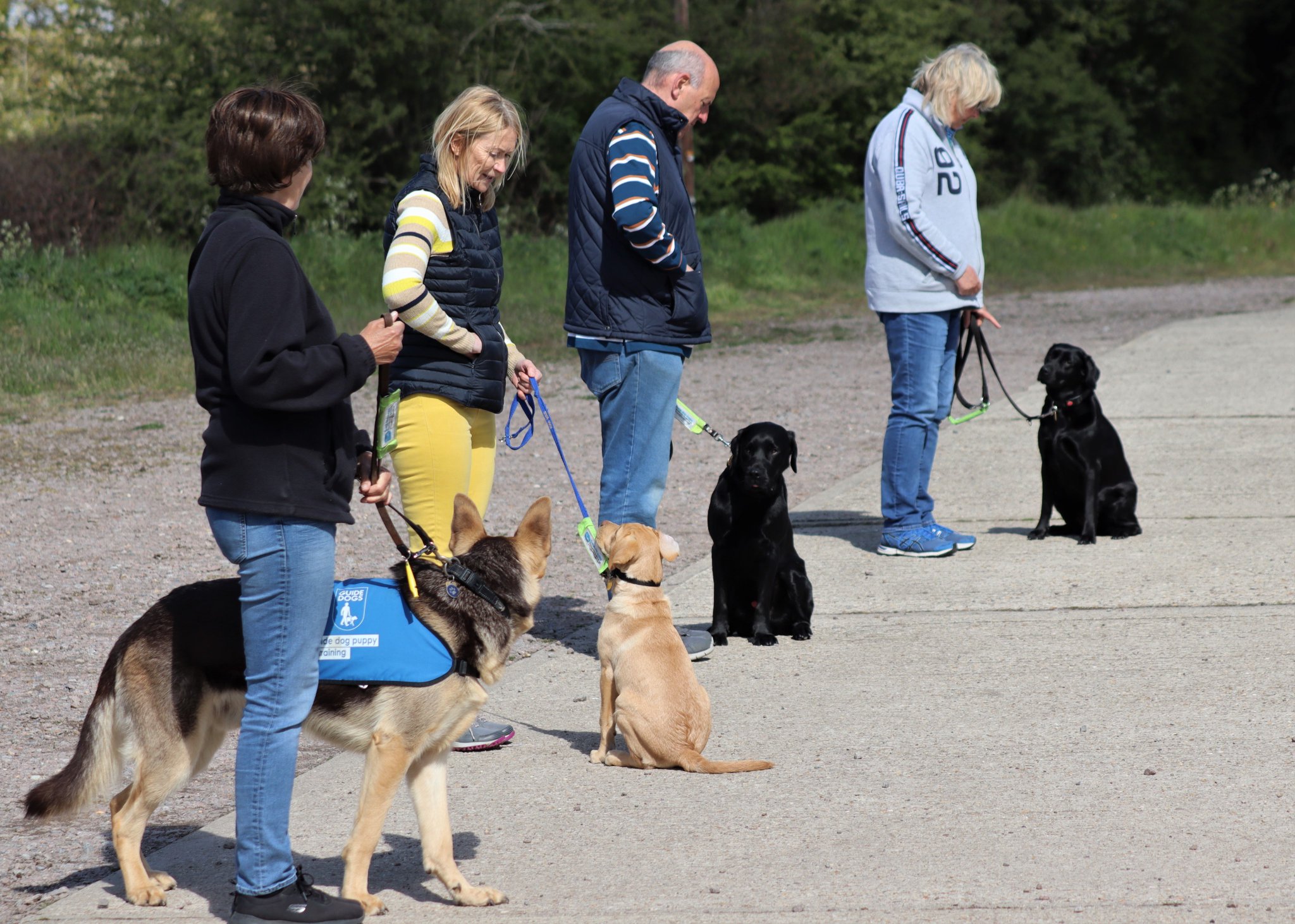 How Do Guide Dogs Know To Cross The Road